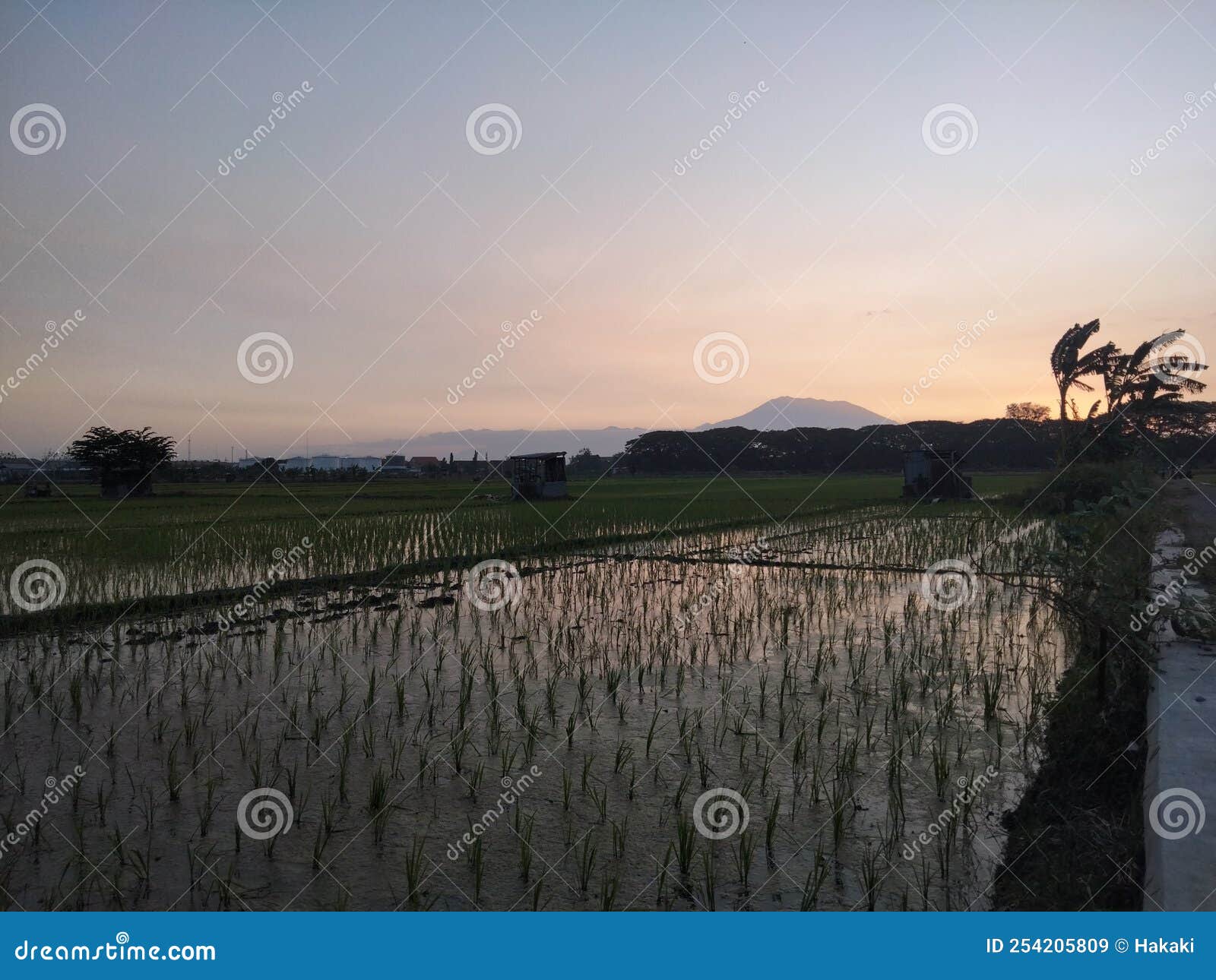 Afternoon in the Rice Fields Stock Image - Image of morning, nature ...