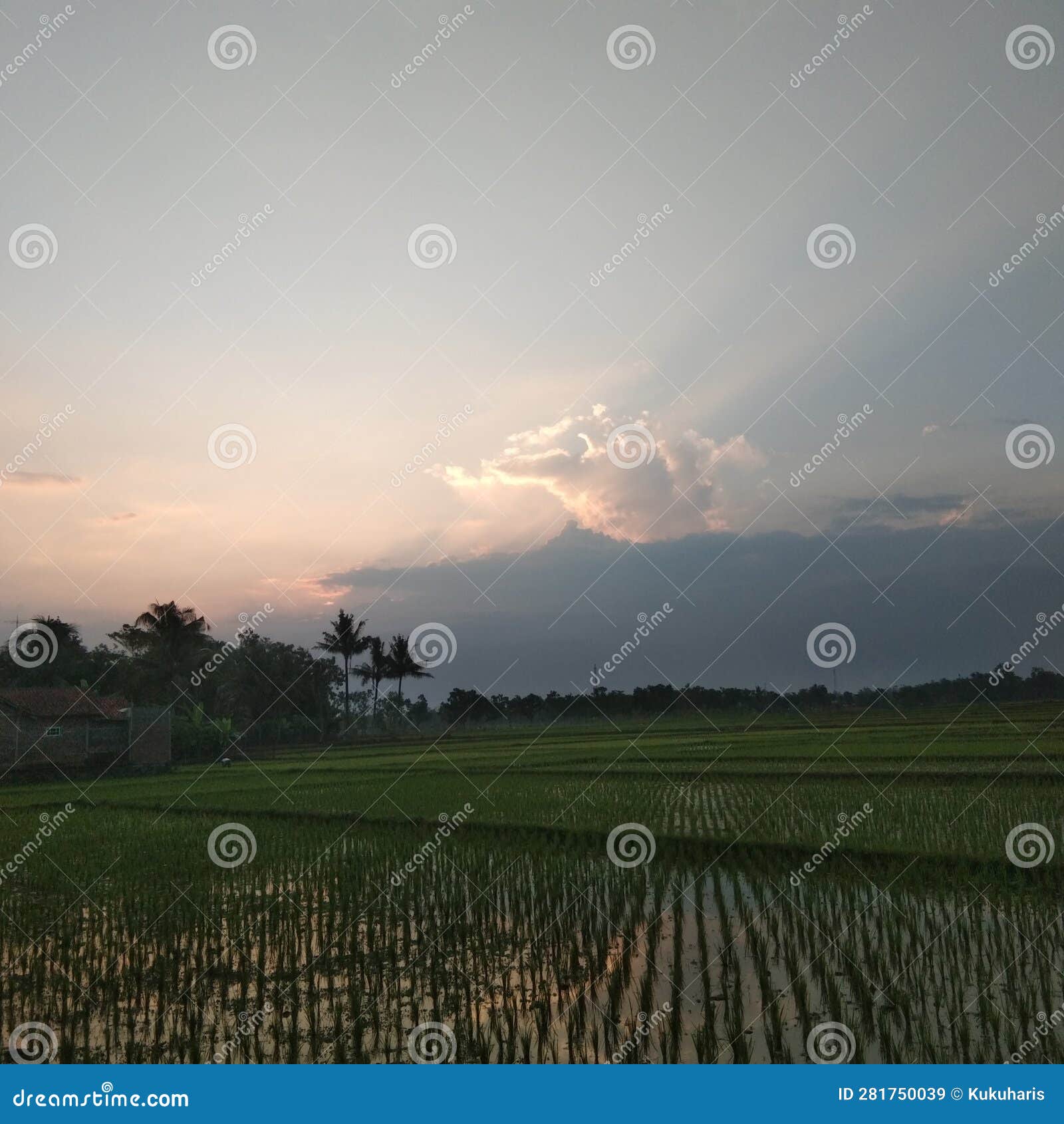 Afternoon in the Rice Fields the Afternoon Sun the Scenery in the ...