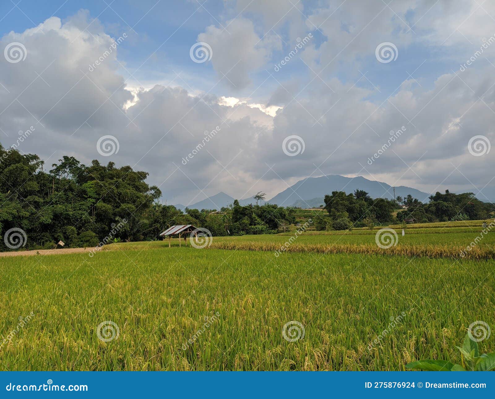 The Afternoon in the Rice Fields is Very Refreshing Stock Photo - Image ...