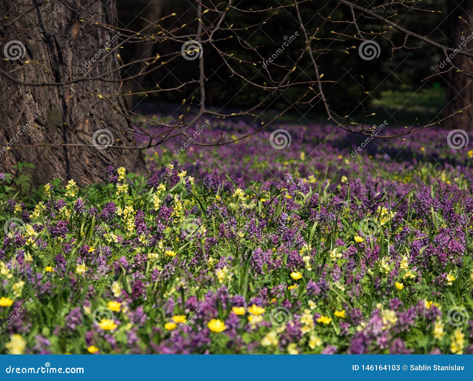 The Afternoon Shadow Under the Crown of the Tree. Stock Image - Image ...