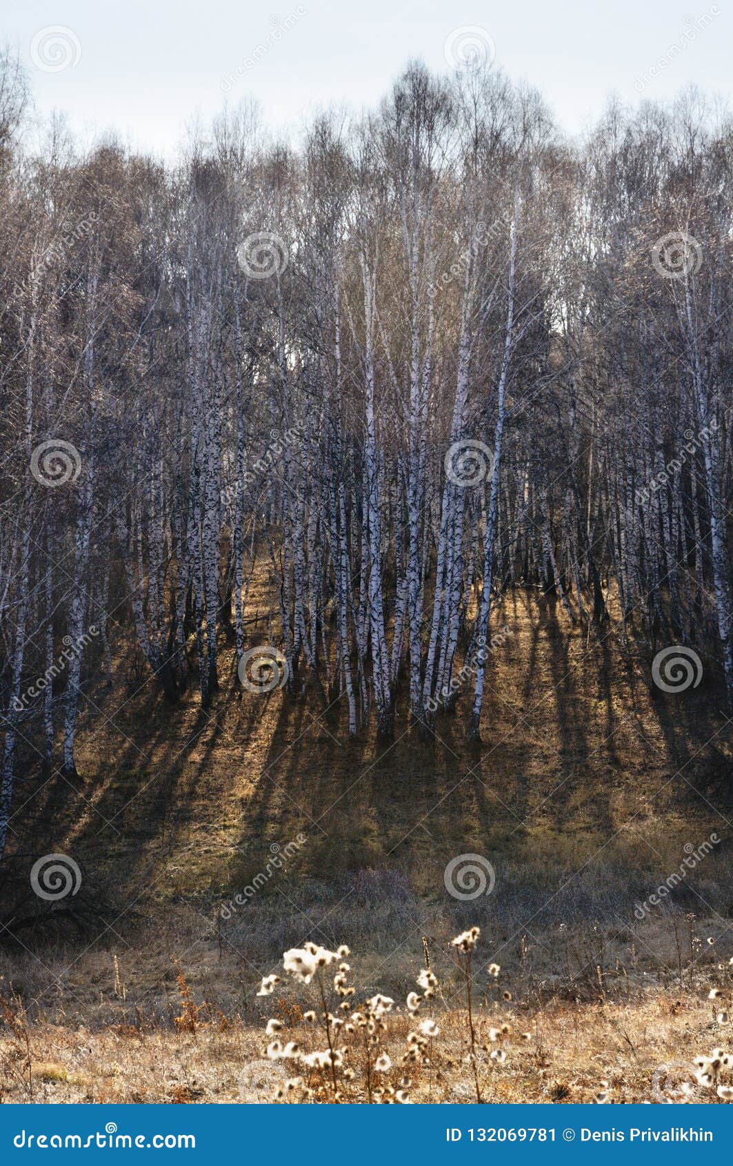 Afternoon Sun Backlit Autumn Bare Birch Tree Forest Stock Image - Image ... Afternoon Sun Backlit Autumn Bare Birch Tree Forest Stock Image - Image ...