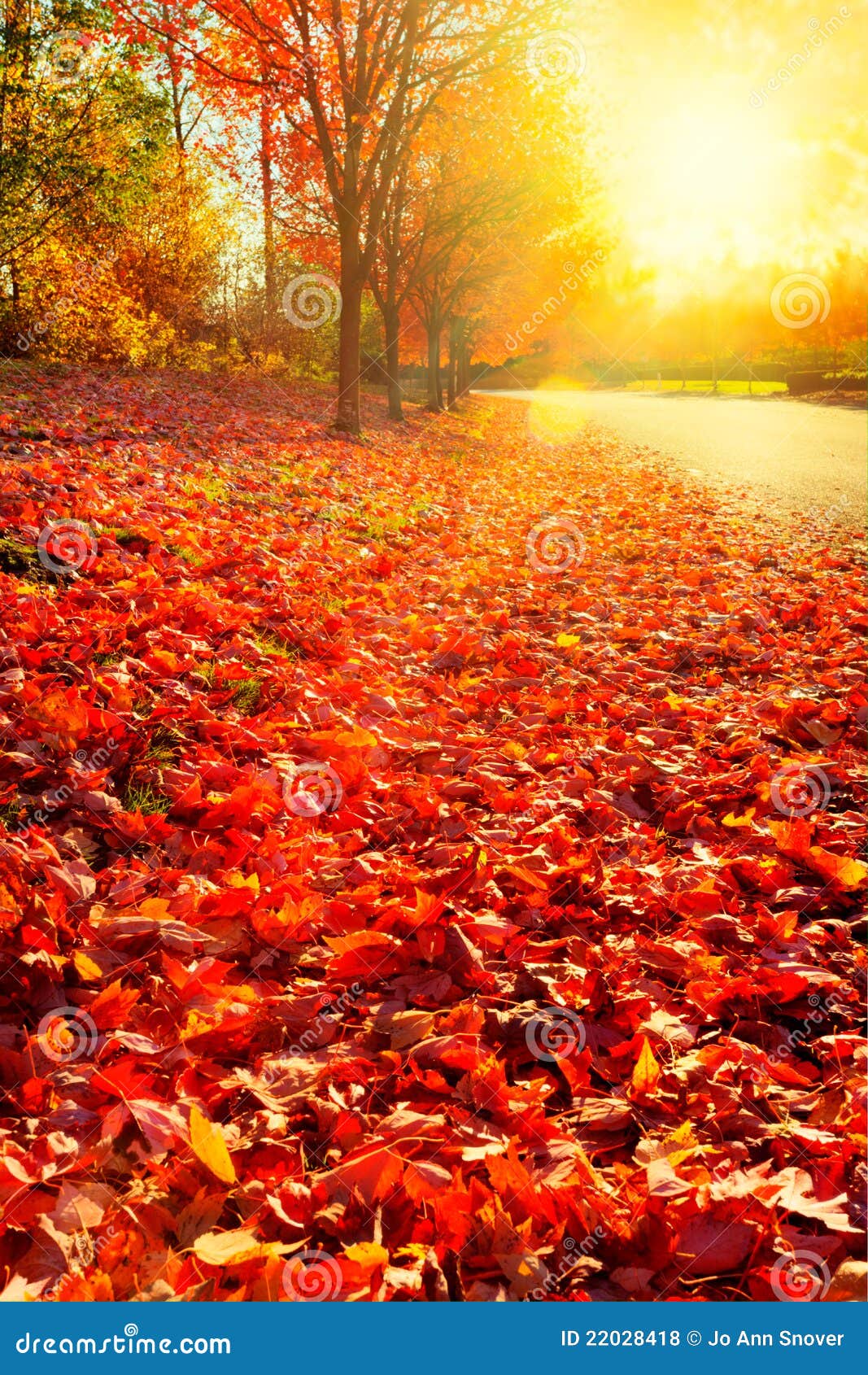 Afternoon Sun on Fall Leaves Stock Photo - Image of orange, outdoors ...