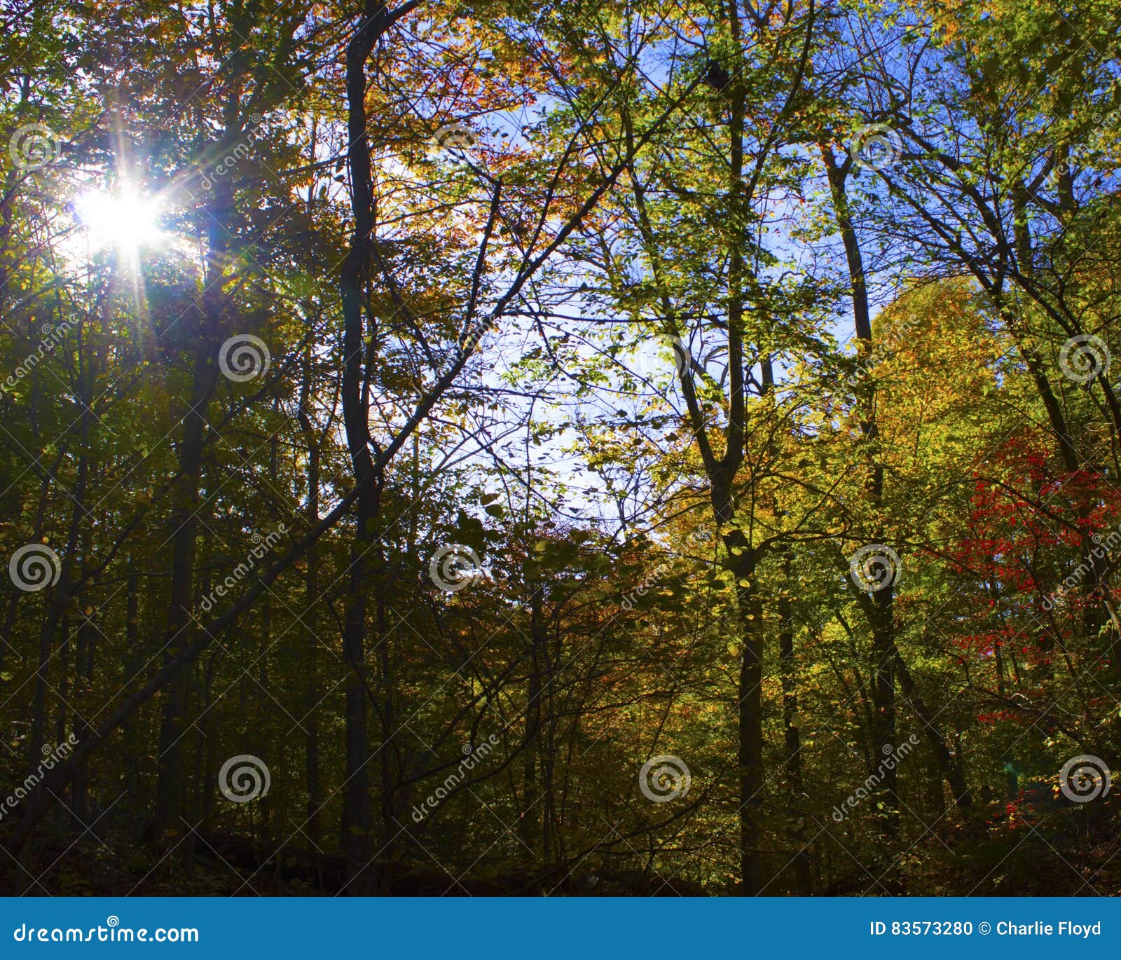 Afternoon Sun through Trees in Fall Stock Photo - Image of trees, park ...