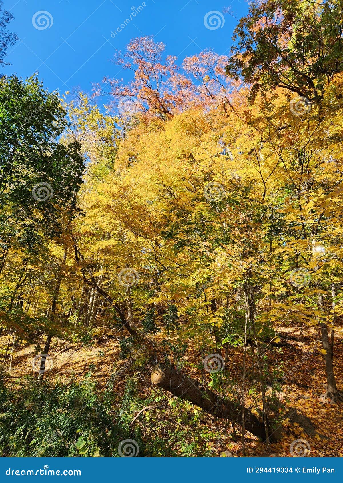 Afternoon Walk through a Fall Forest Trail Stock Photo - Image of maple ...