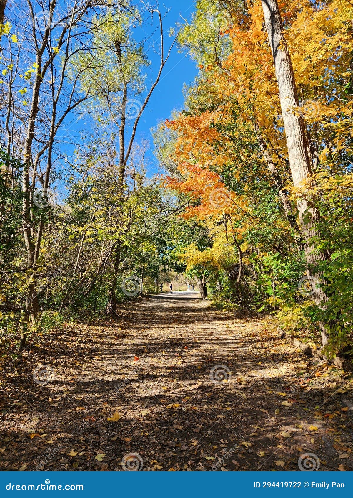 Afternoon Walk through a Fall Forest Trail Stock Photo - Image of ...