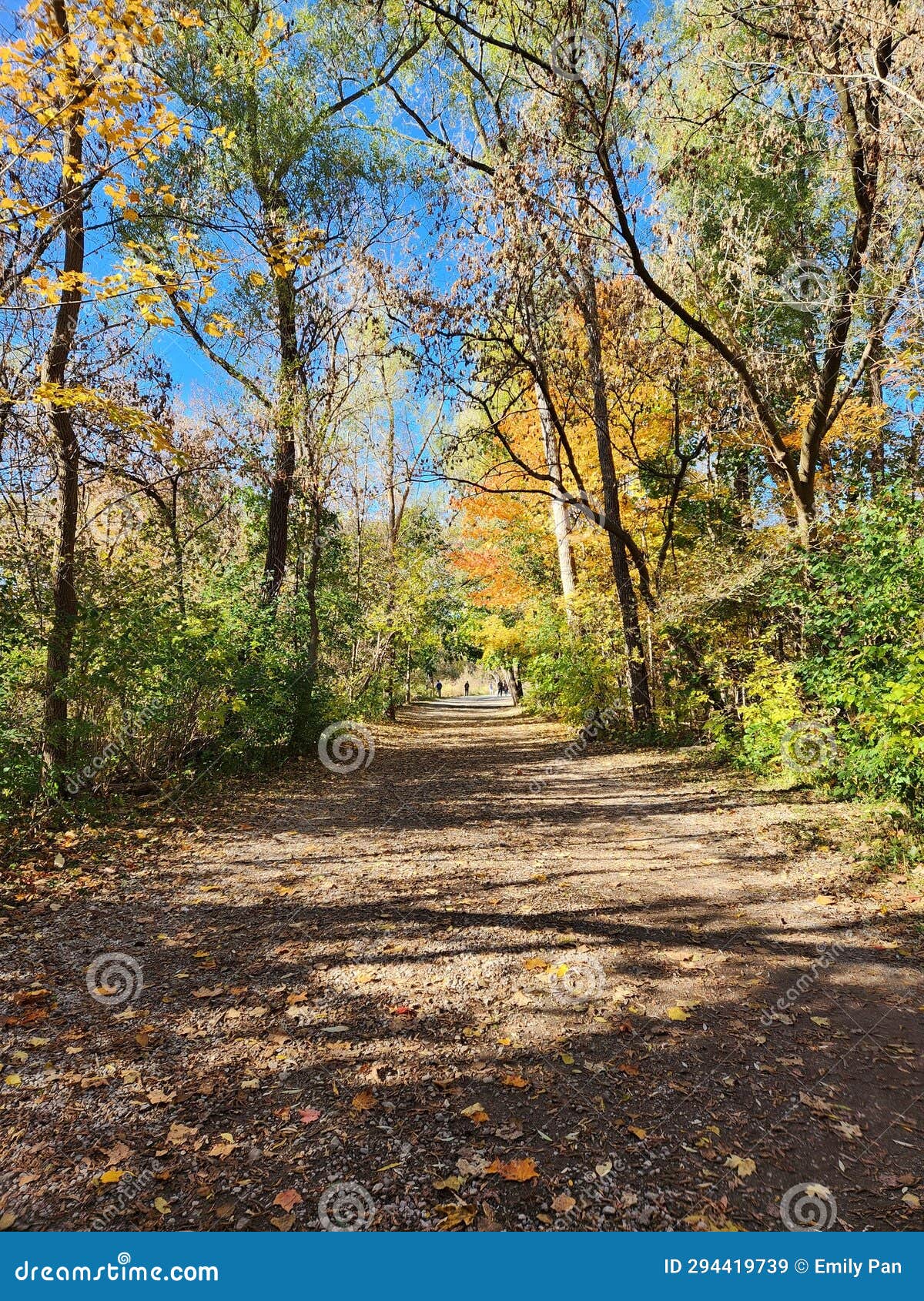 Afternoon Walk through a Fall Forest Trail Stock Image - Image of ...