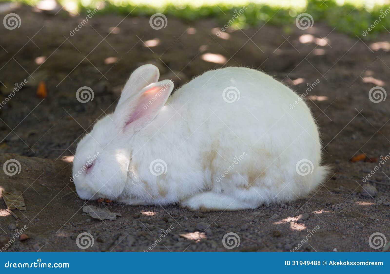 Afternoon White Rabbit Relax in Garden Stock Photo - Image of nature ...