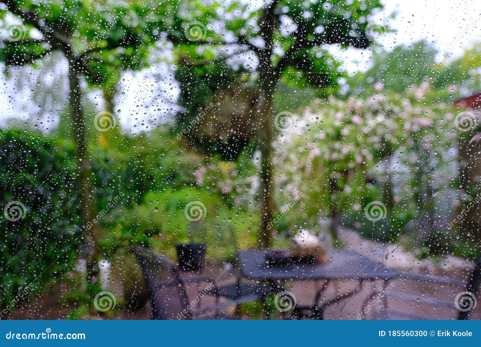 Afther Long Drought in the Netherlands Finally Drops of Rain on a ...