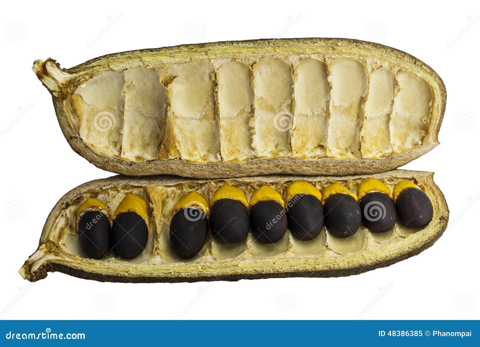 Afzelia Xylocarpa Craib Seeds Stock Image - Image of bright, afzelia ...