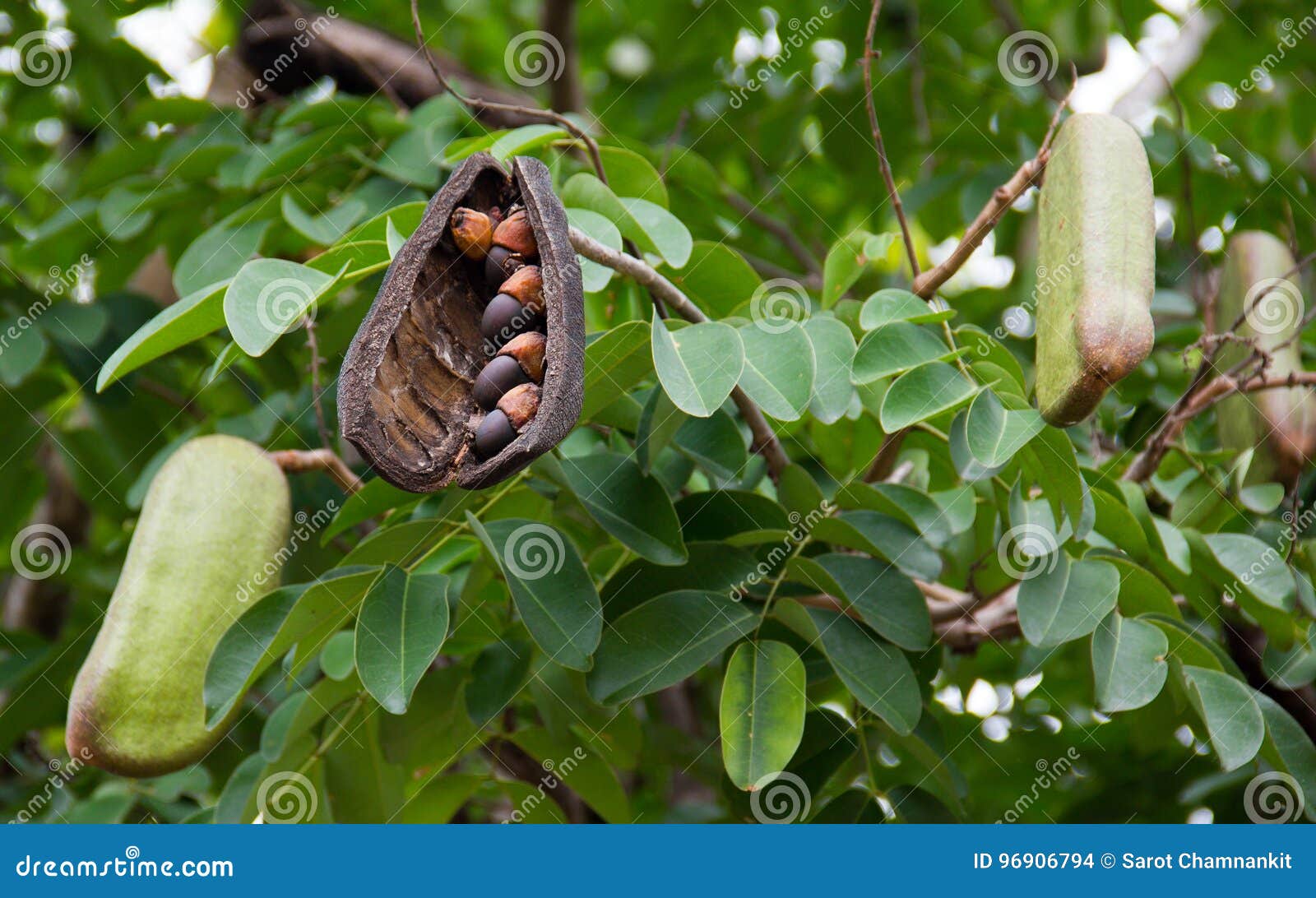 Afzelia Xylocarpa Pod and Seed on the Tree. Stock Photo - Image of ...