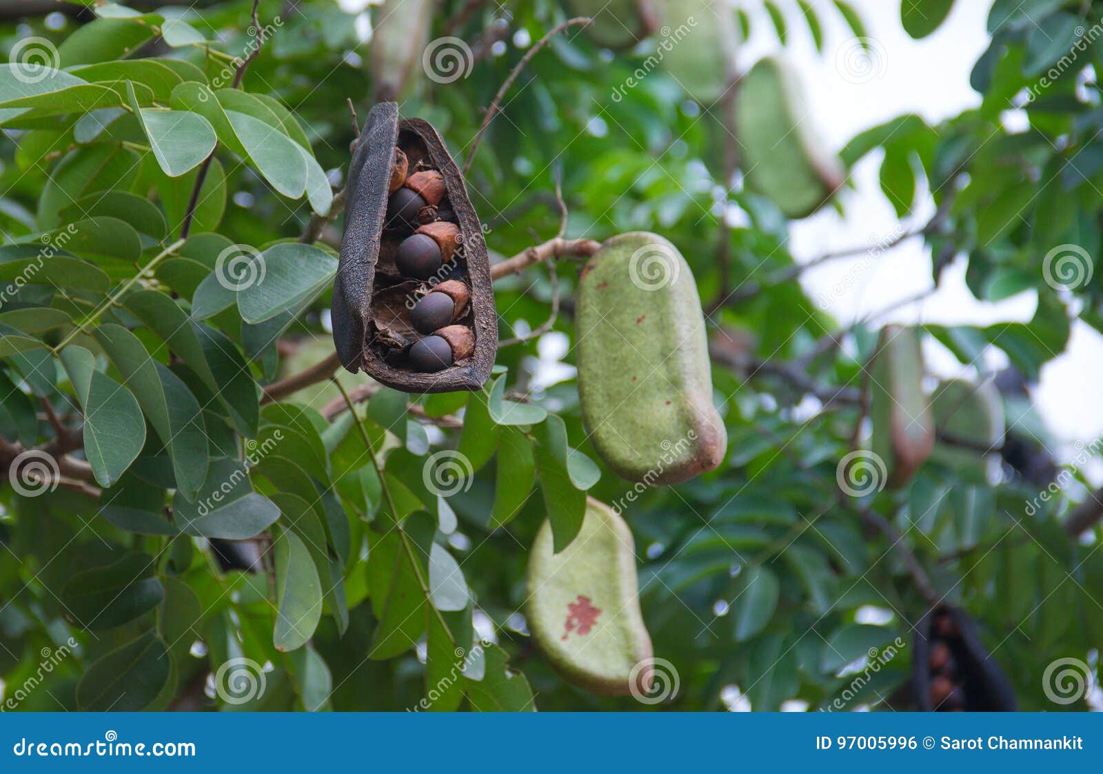Afzelia Xylocarpa Pod and Seed. Stock Photo - Image of decor, nature ...