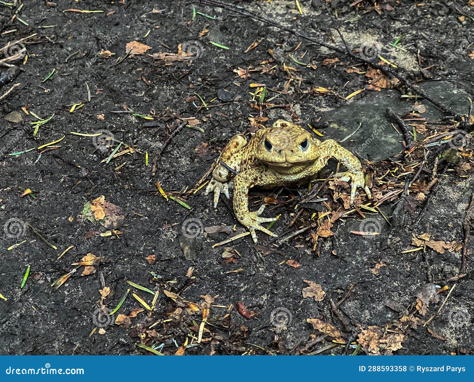 Aga Toad in the Forest in the Mountain Area during the Rain Stock Photo ...