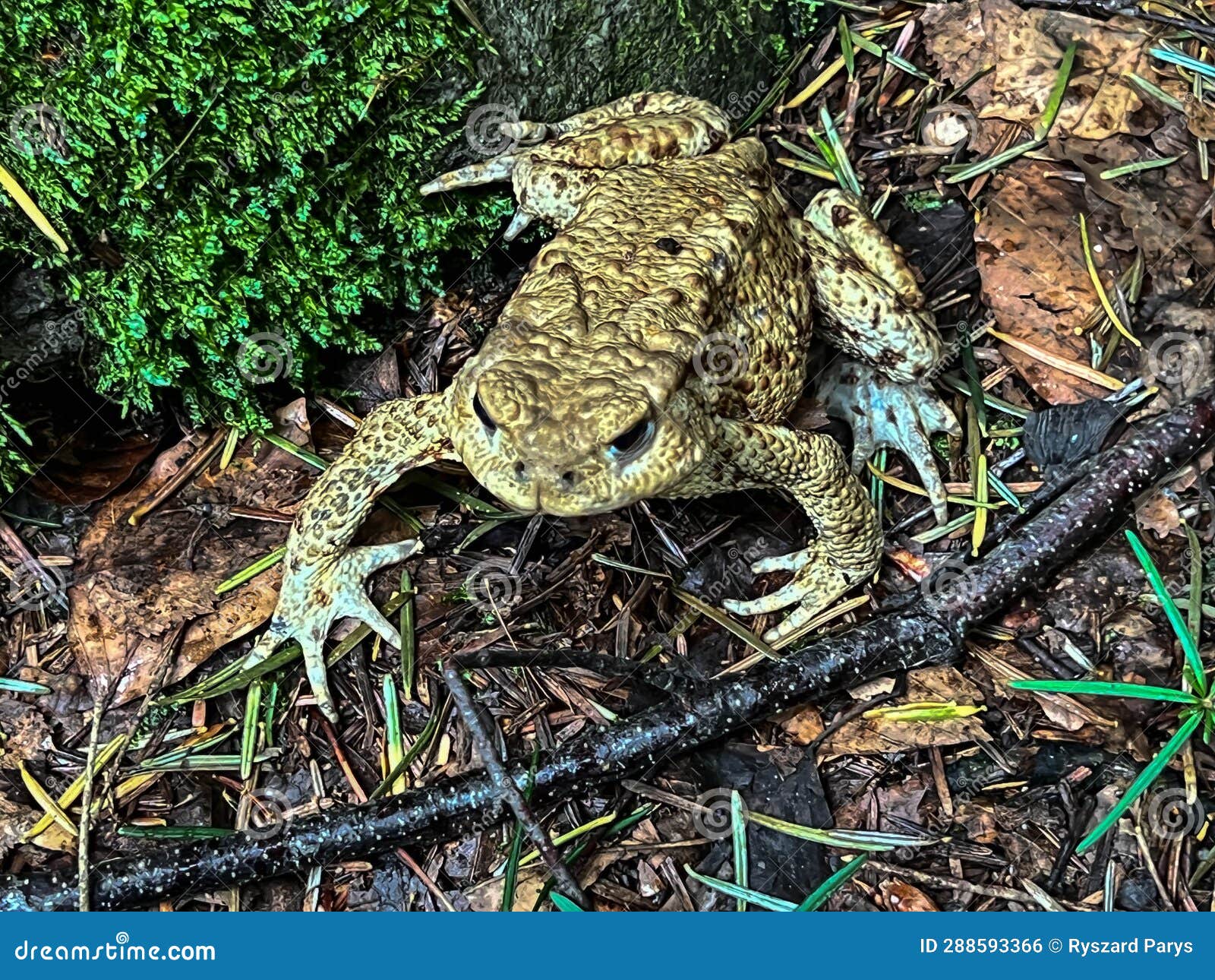 Aga Toad in the Forest in the Mountain Area during the Rain Stock Photo ...