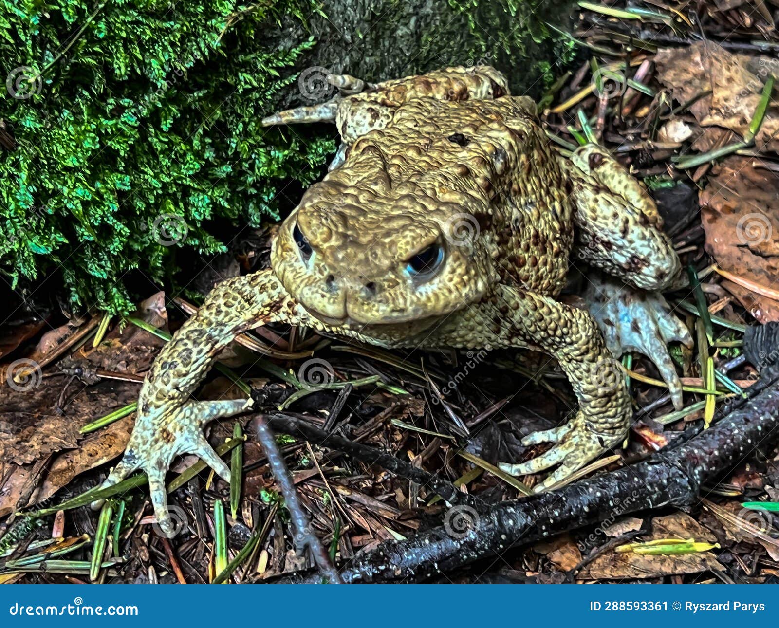 Aga Toad in the Forest in the Mountain Area during the Rain Stock Image ...