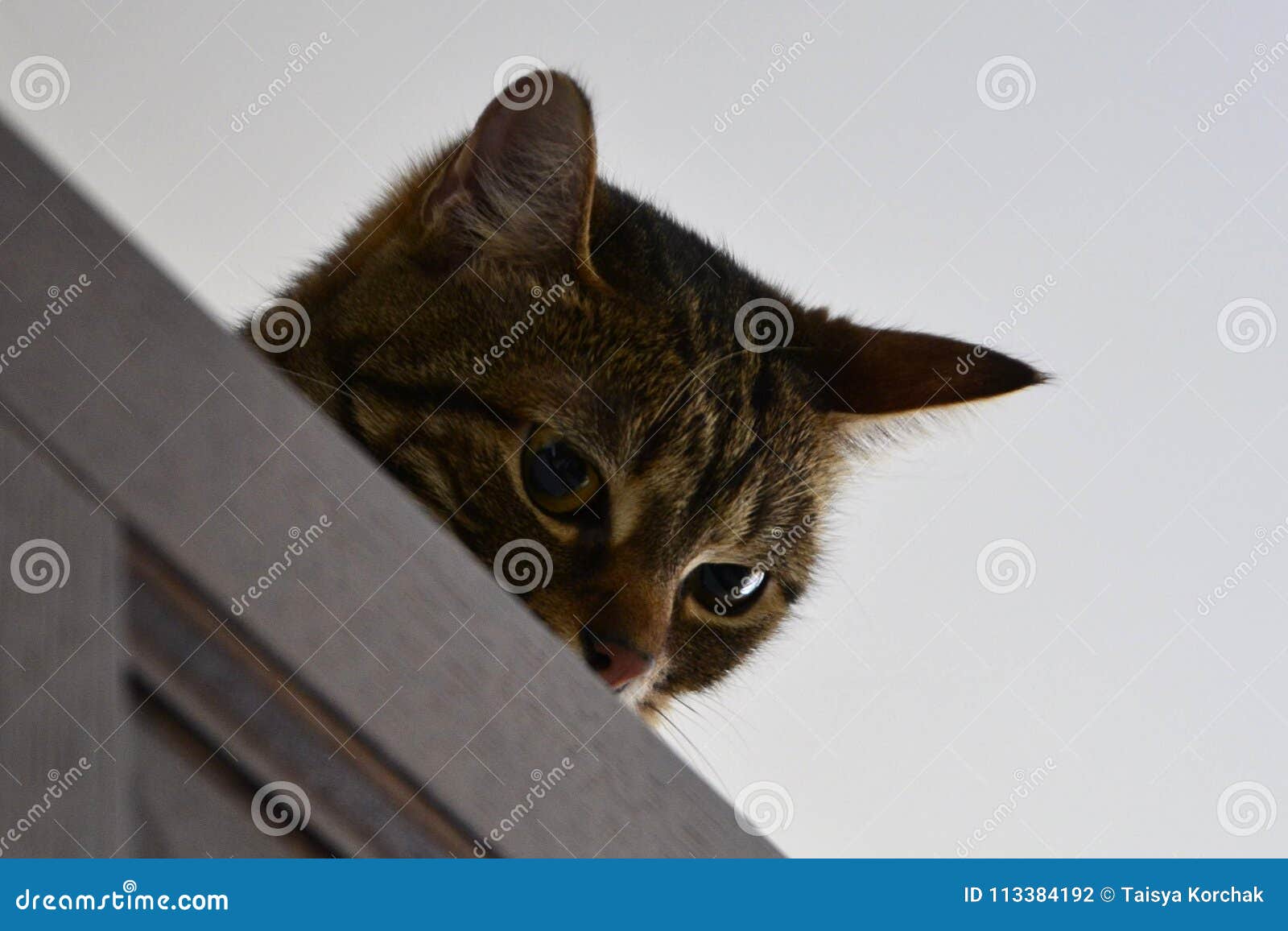 Agachamento e gato astuto foto de stock. Imagem de felino - 113384192