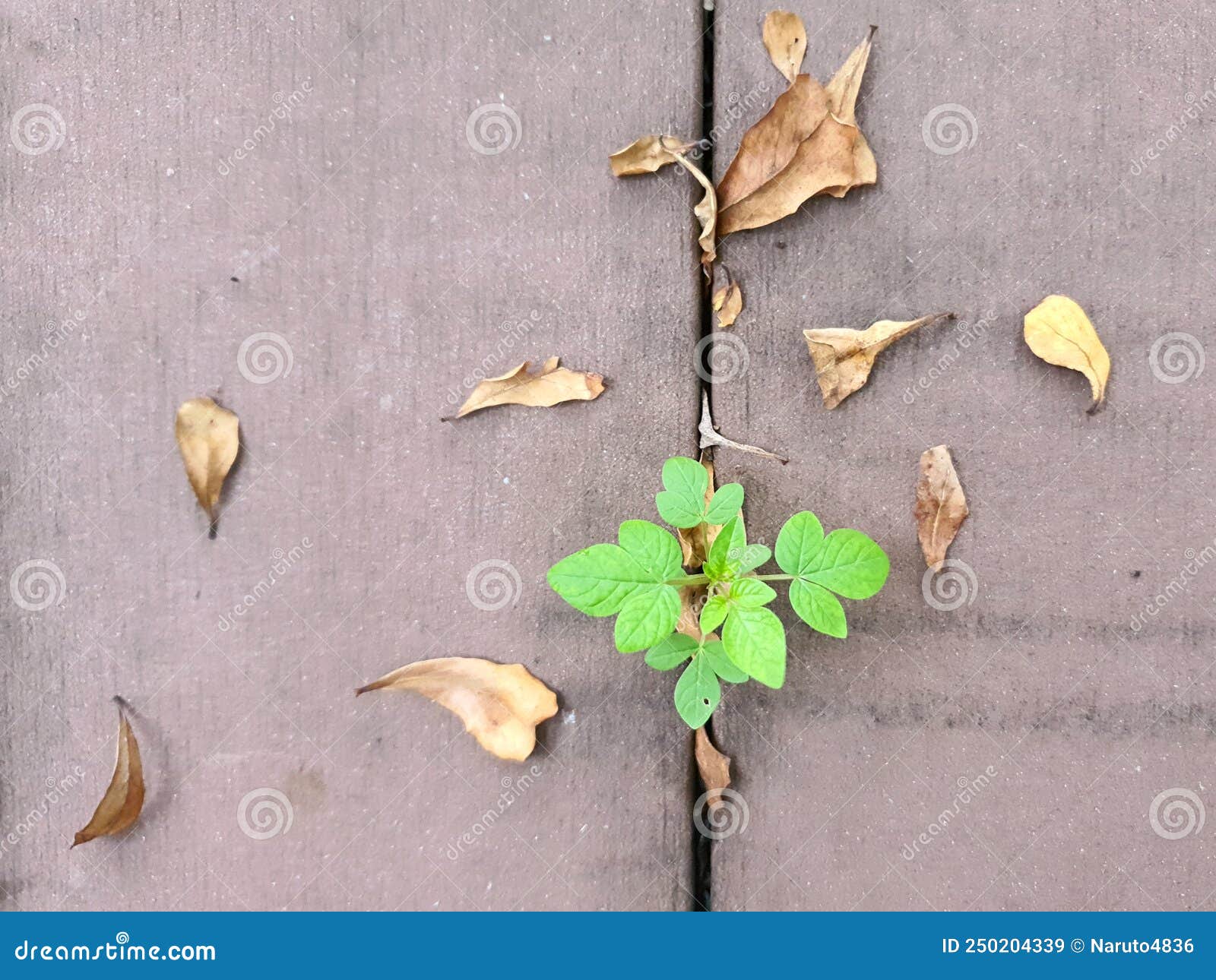 Against all odds stock image. Image of strong, planning - 250204339