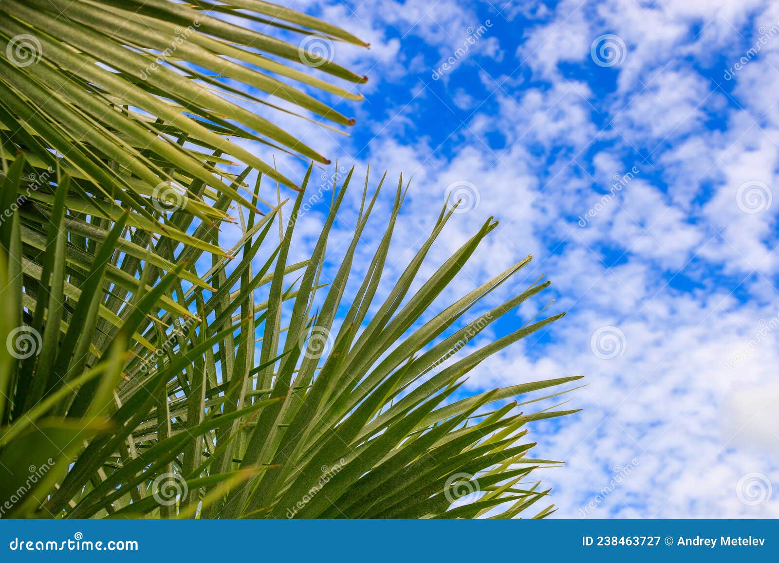 Against the Background of the Blue Daytime Sky a Branch of a Palm Tree ...