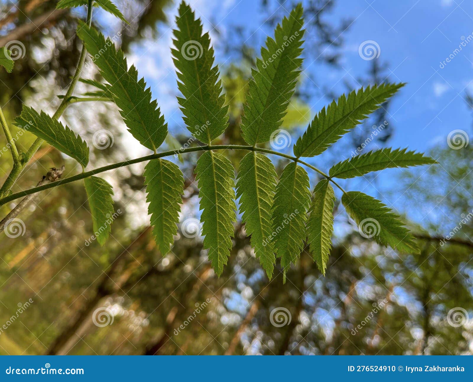 Young Rowan Tree Seedling Grow From Old Stump In Poland Forest. Stock ...