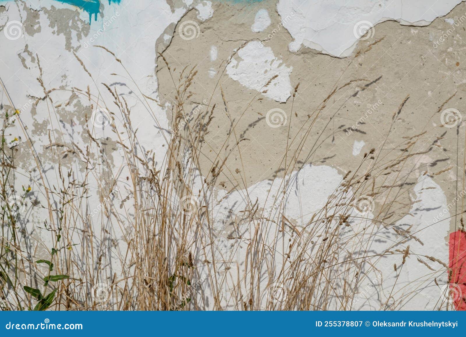 Against the Background of an Old Wall with Fallen Plaster, Grass and ...