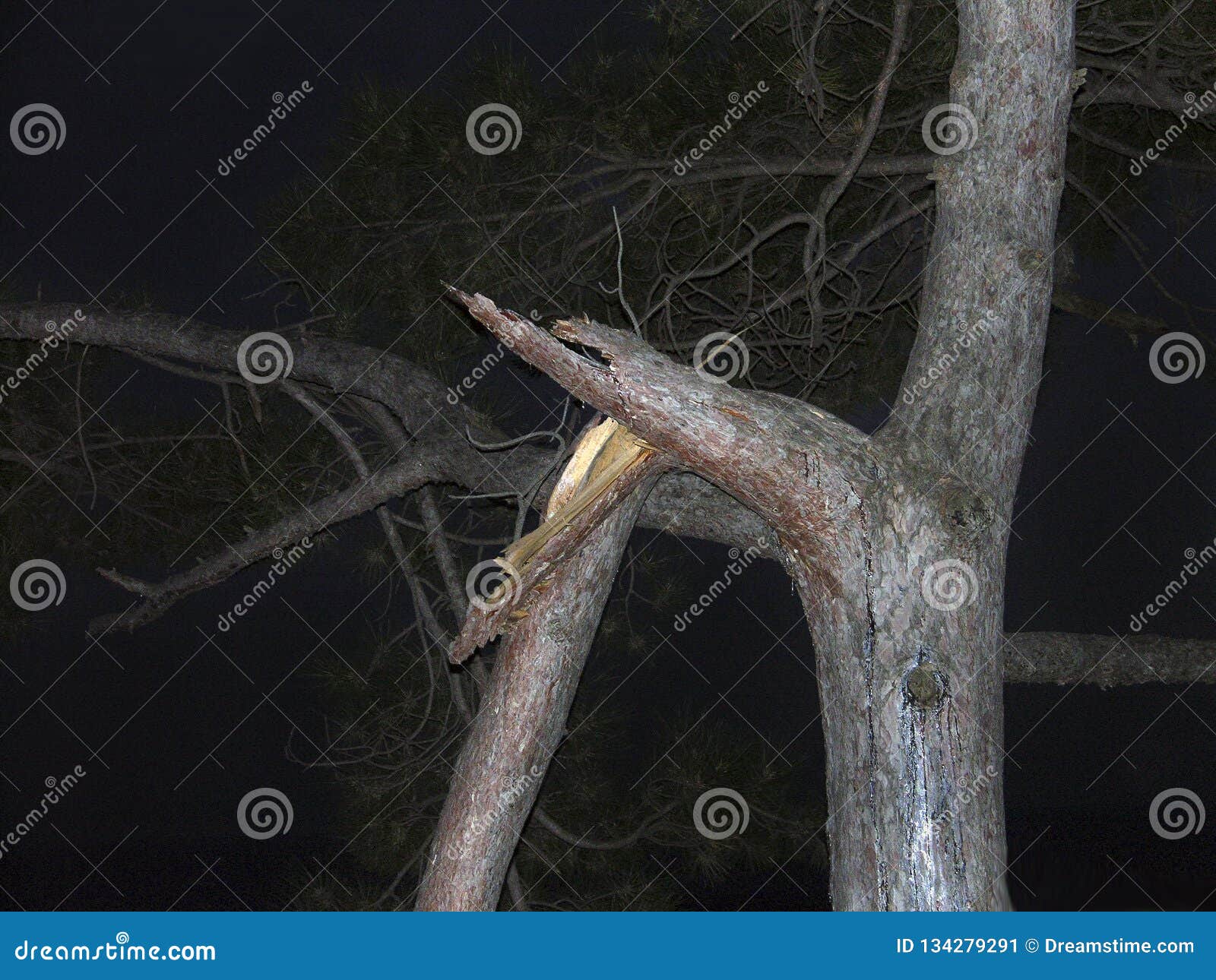 Broken tree branch stock image. Image of nature, natural - 134279291