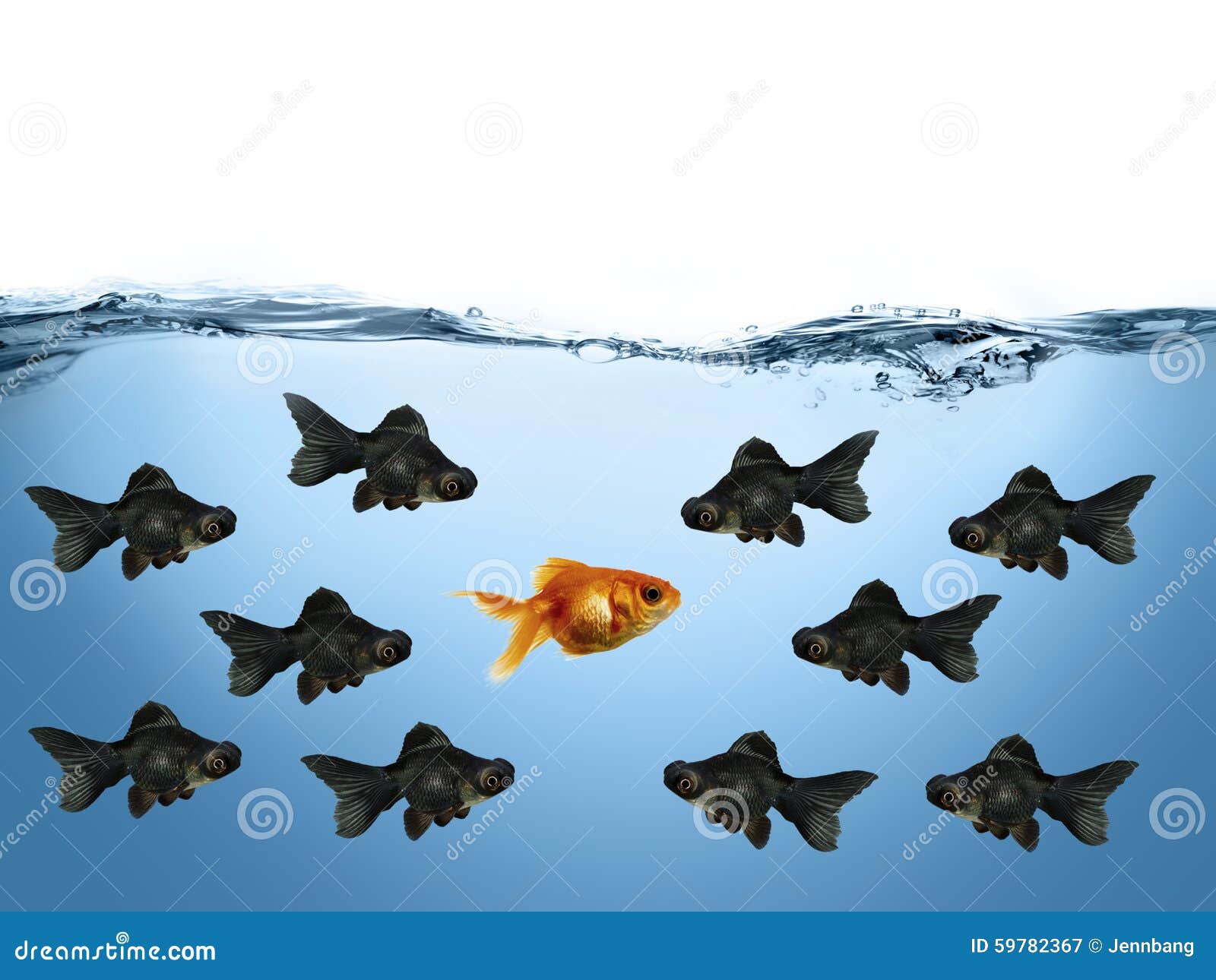 Against opposite view stock image. Image of goldfish - 59782367