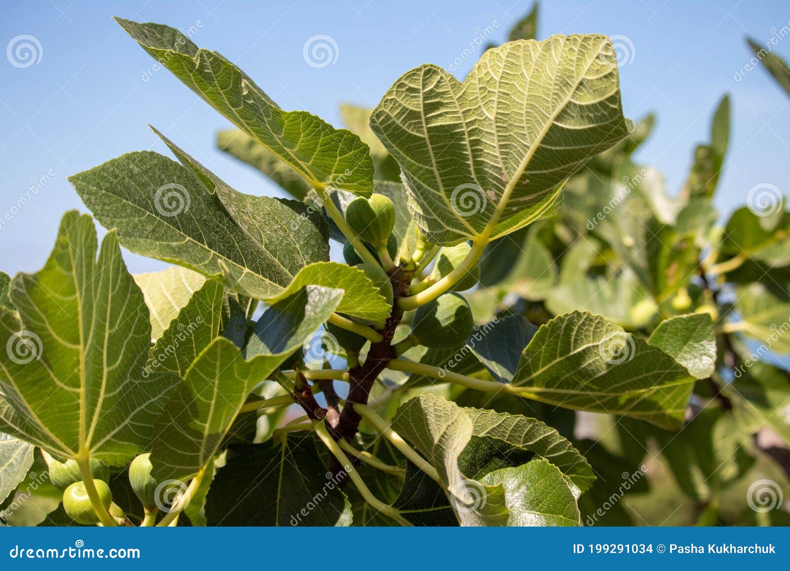 Against the Sky Fig Tree Close-up Stock Photo - Image of grow, farm ...