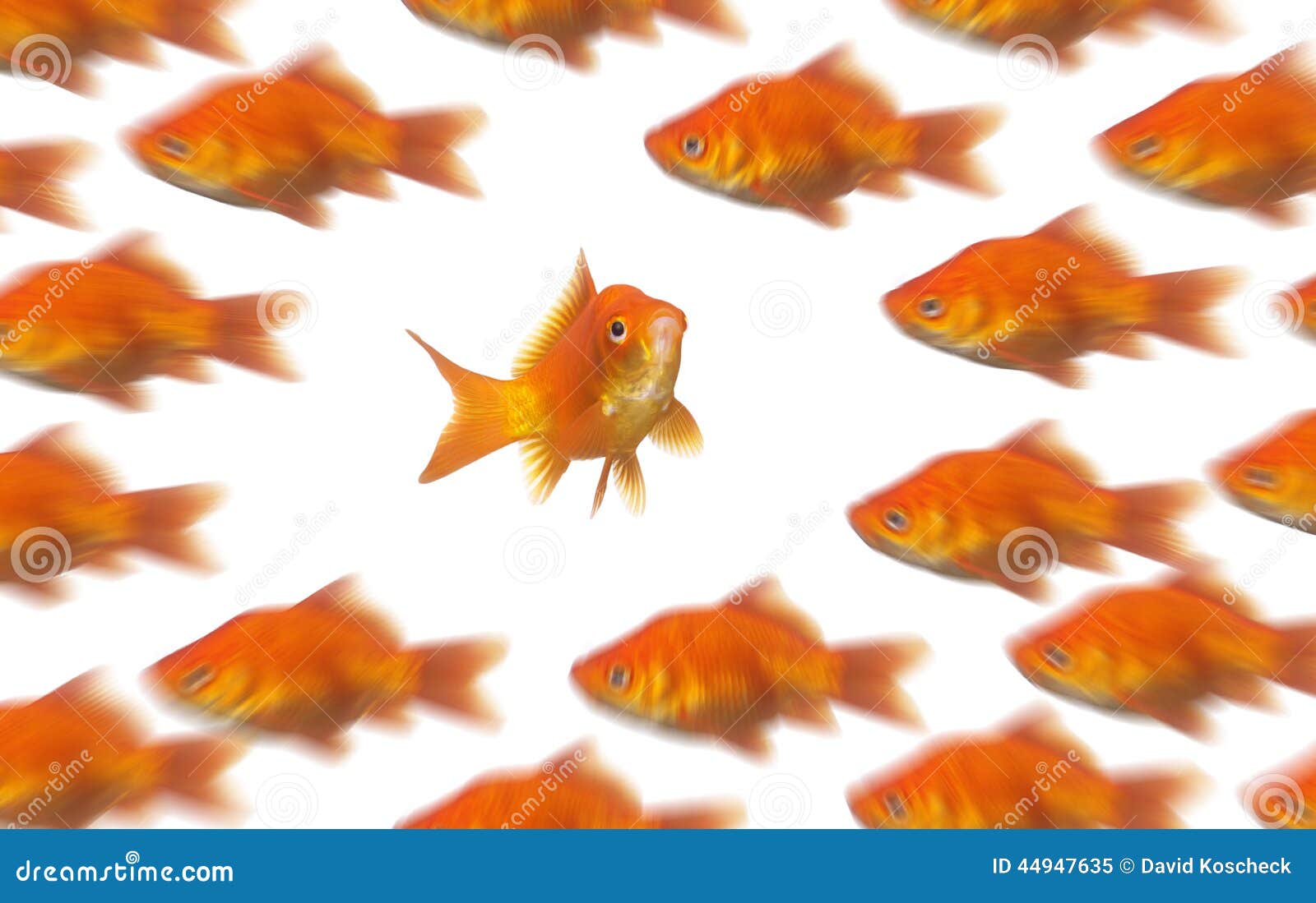 Against the stream stock image. Image of white, swarm - 44947635