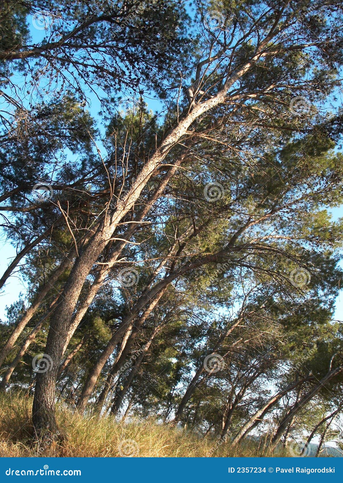 Against a wind stock photo. Image of storm, park, range - 2357234