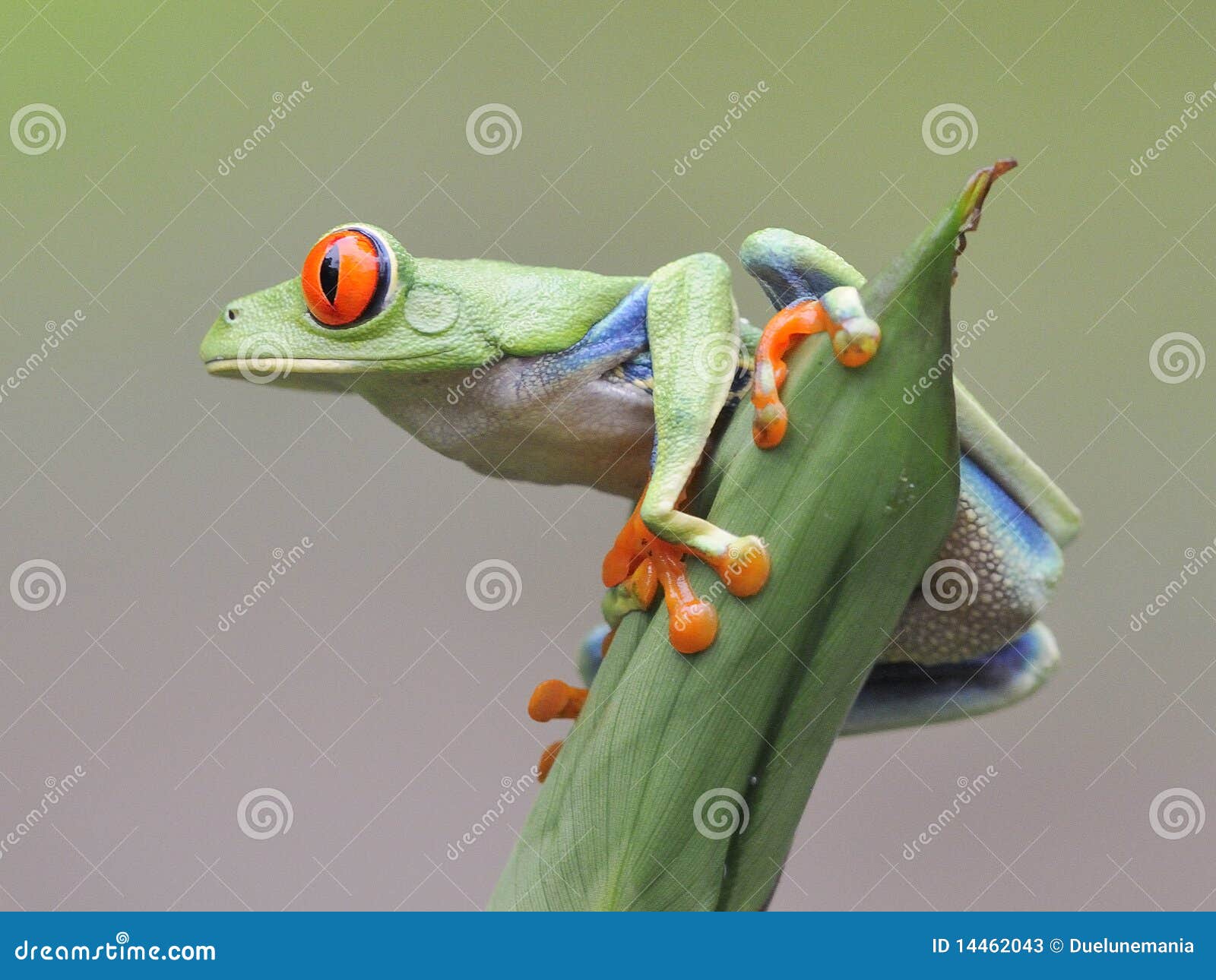 Agalychnis callidryas stock image. Image of verde, rana - 14462043