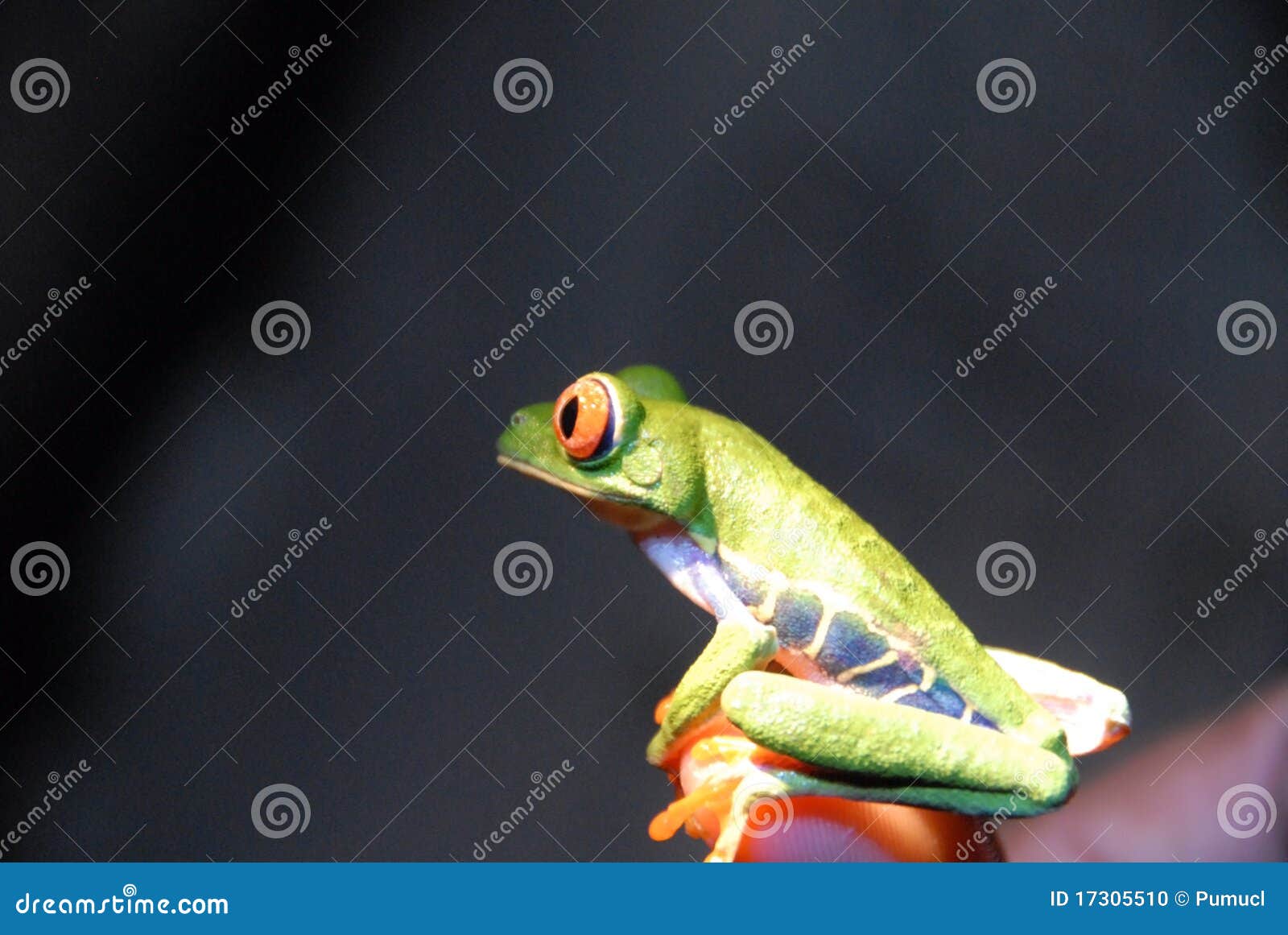 Agalychnis callidryas stock photo. Image of rainforest - 17305510
