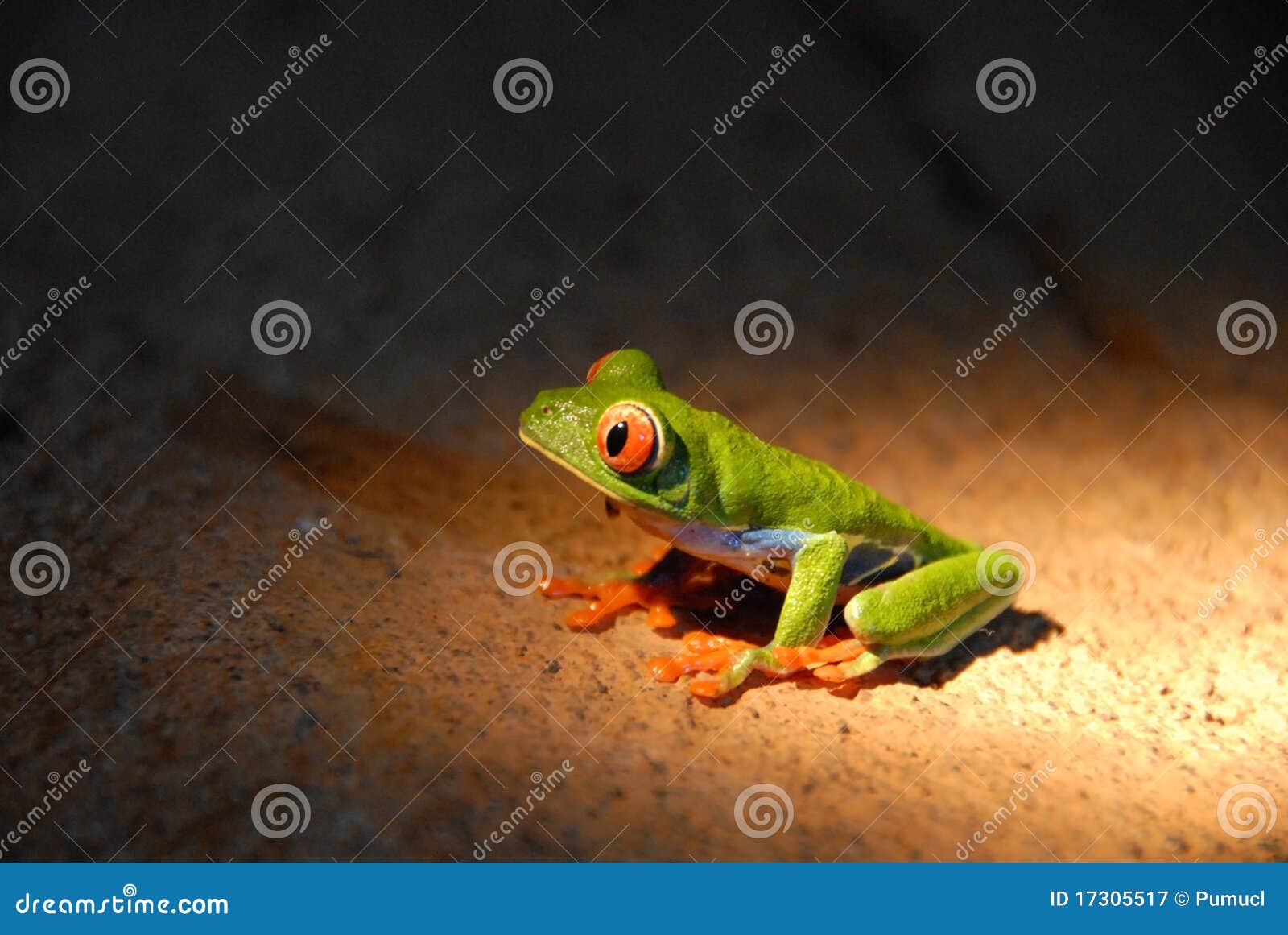 Agalychnis callidryas stock image. Image of treefrog - 17305517