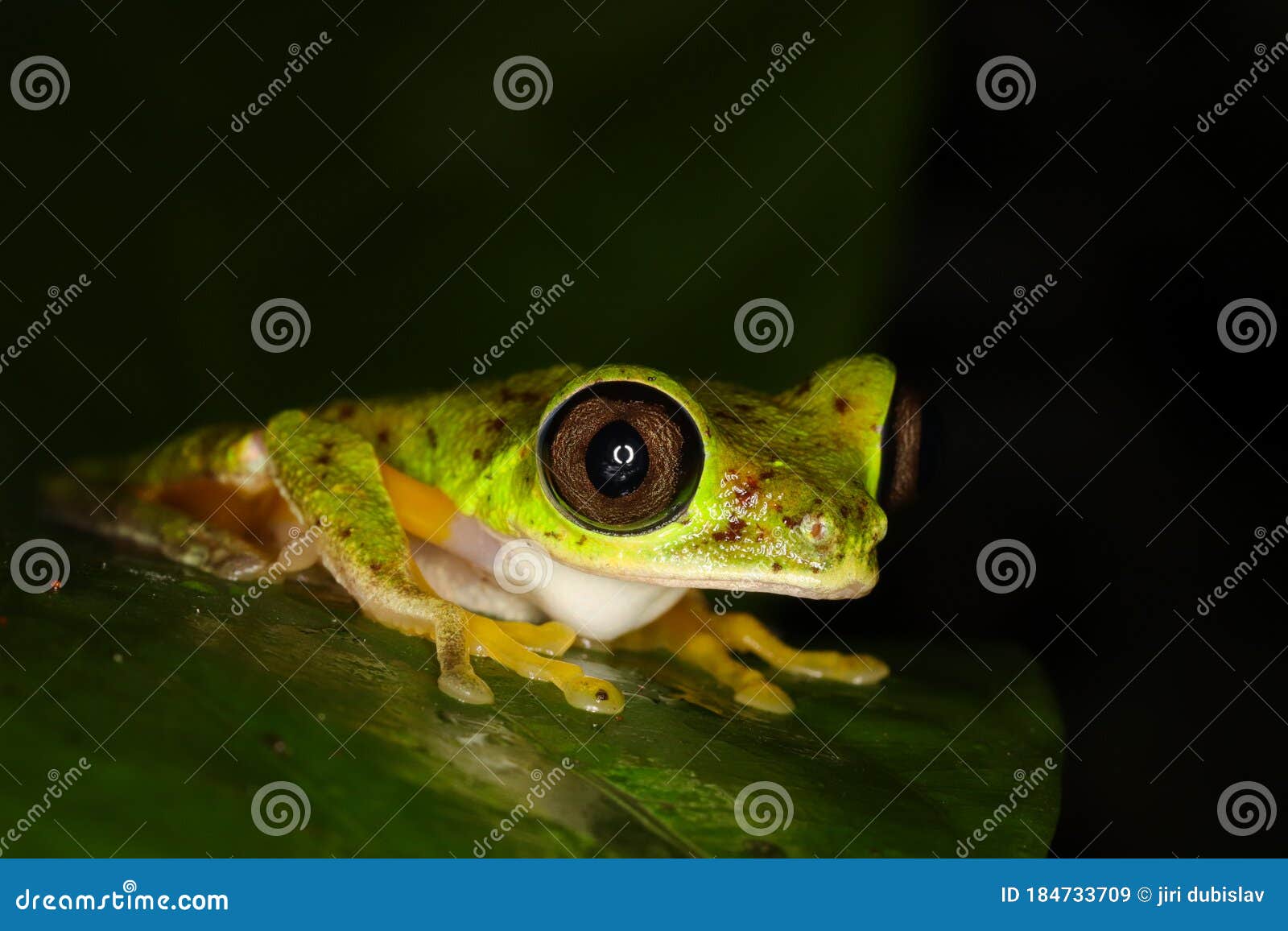 Agalychnis Lemur Rare Treefrog from the Jungle Stock Image - Image of ...