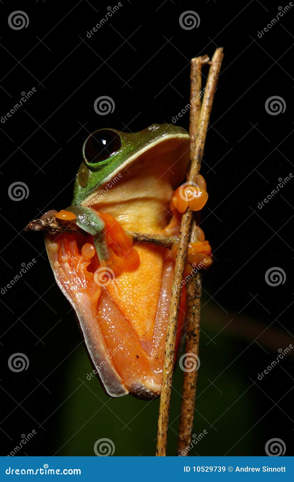 Agalychnis Moreletii 4 stock image. Image of moreletii - 10529739
