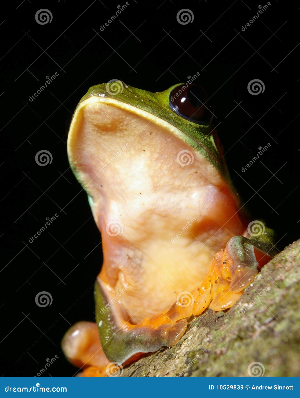 Agalychnis Moreletii 5 stock image. Image of rainforest - 10529839