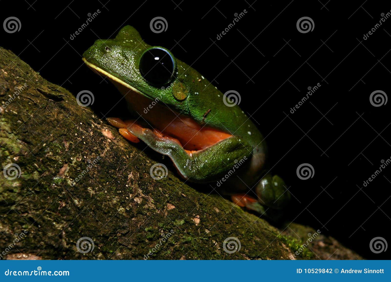 Agalychnis Moreletii 6 stock photo. Image of rainforest - 10529842