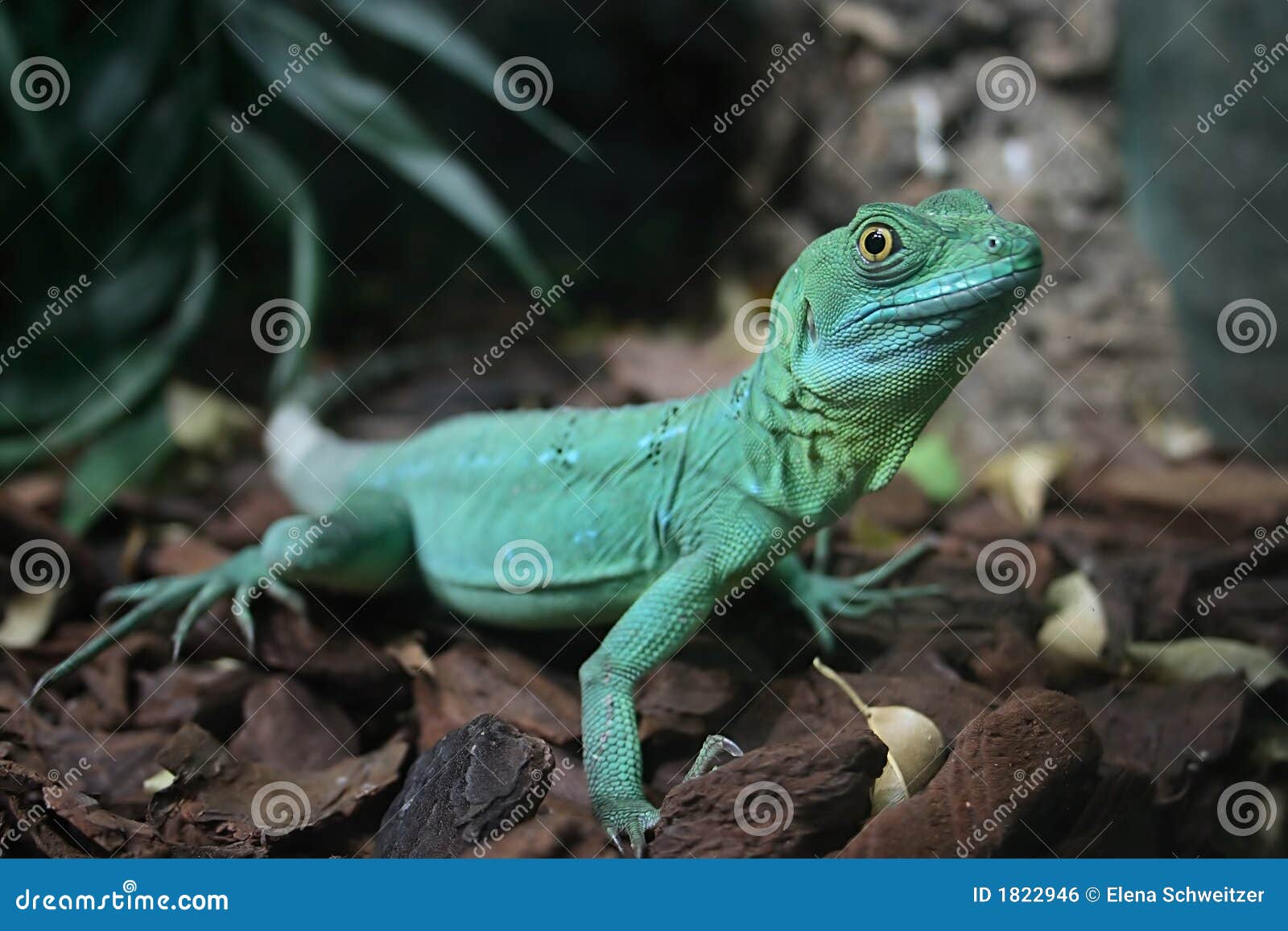 Agama stock photo. Image of monster, terrarium, proud - 1822946