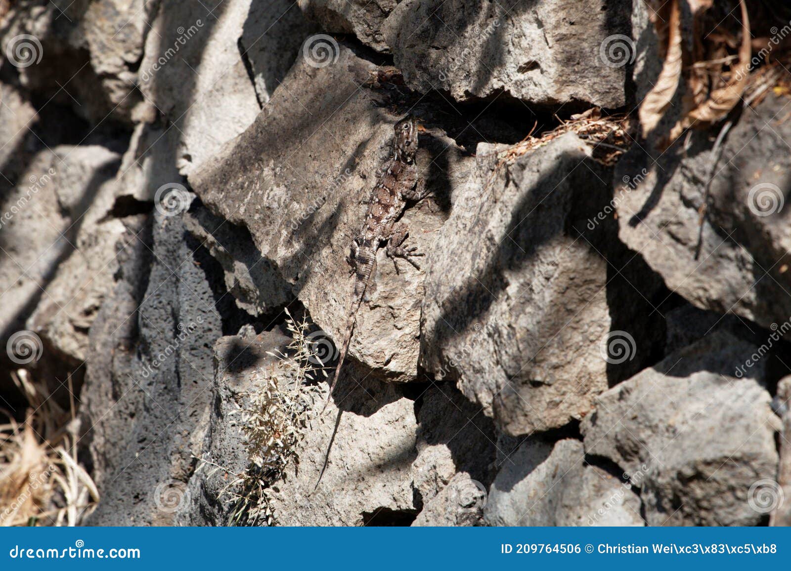 The Agama Acanthocercus Annectens Stock Photo - Image of nature ...