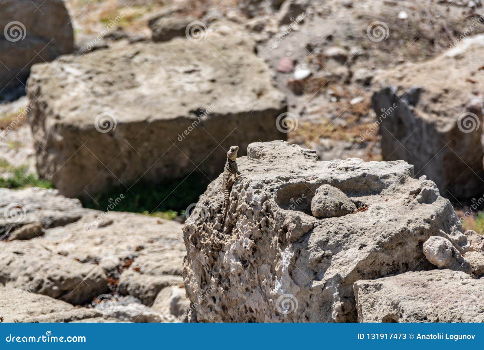 Agama - Fast, Obsalyutno Harmless Lizard Stock Image - Image of forest ...