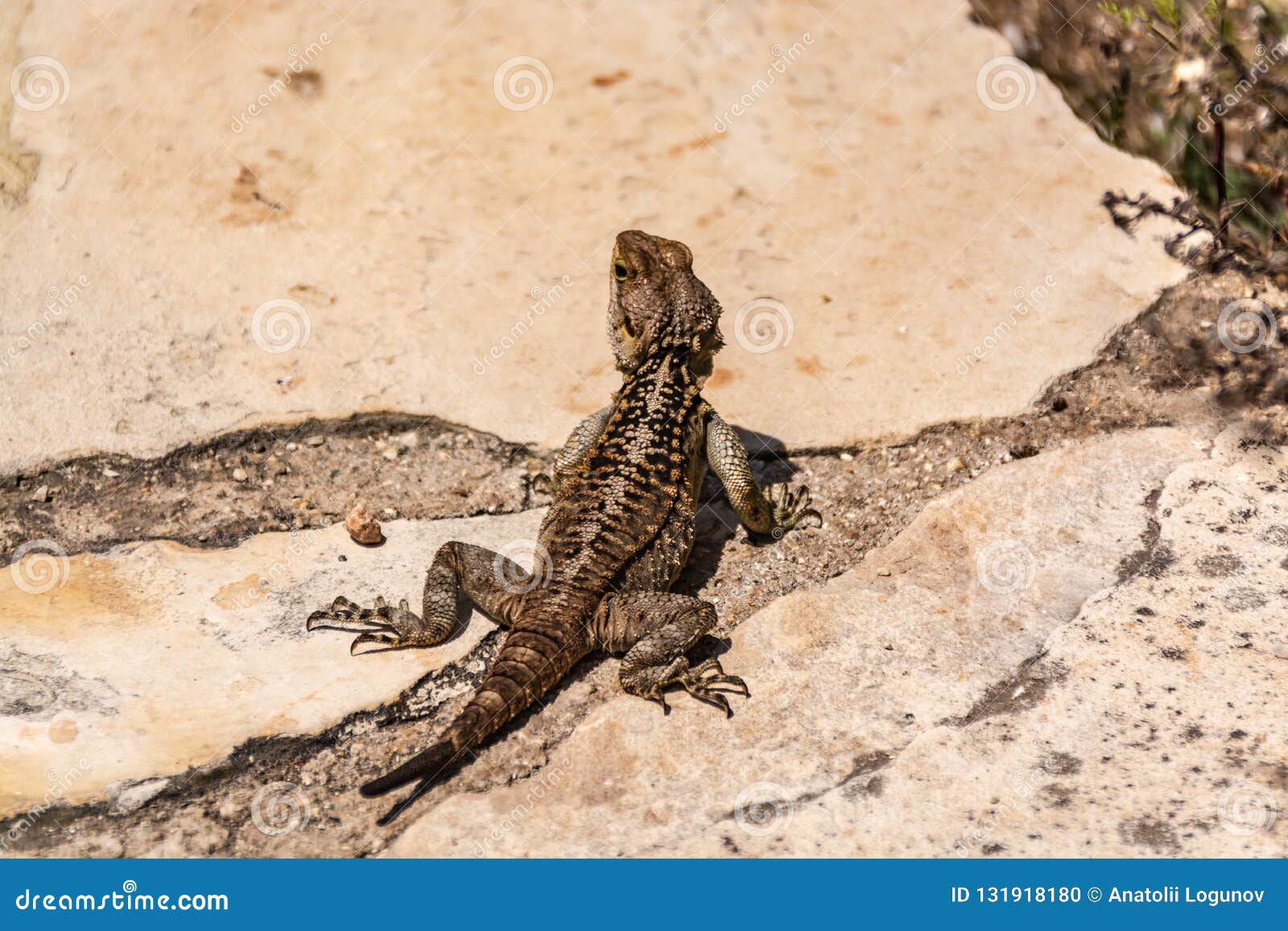 Agama - Fast, Obsalyutno Harmless Lizard Stock Photo - Image of darts ...