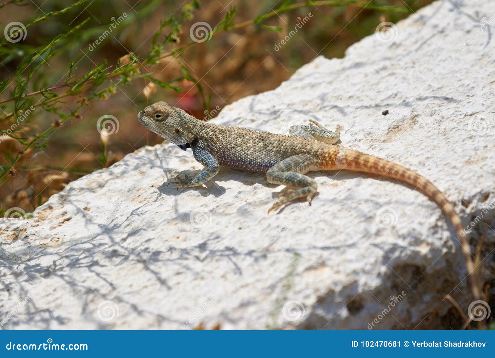 Agama hagedis stock afbeelding. Image of dienblad, regenboog - 102470681