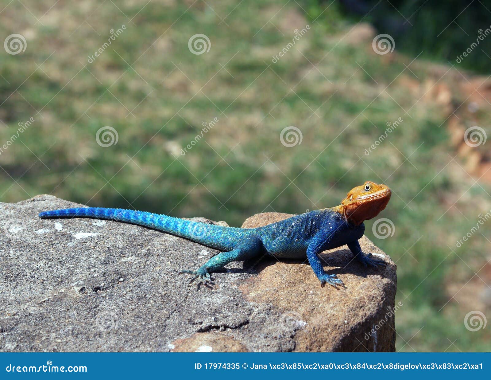 Agama hagedis stock afbeelding. Image of dier, reptiel - 17974335