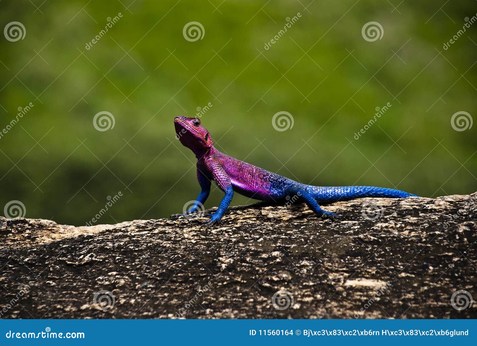 Agama Lizard Stock Images - Image: 11560164