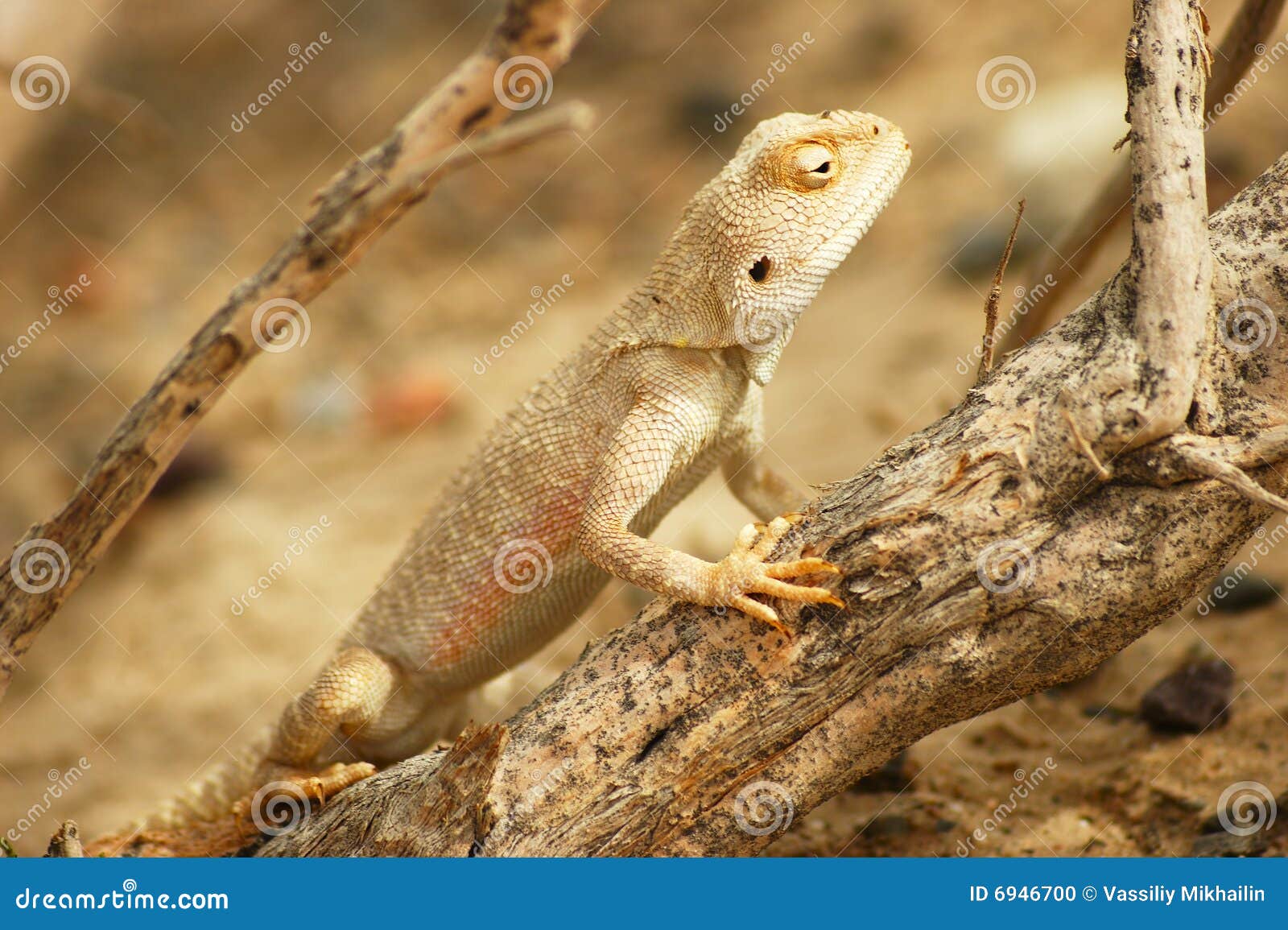 Agama lizard stock photo. Image of steppe, crawling, scale - 6946700