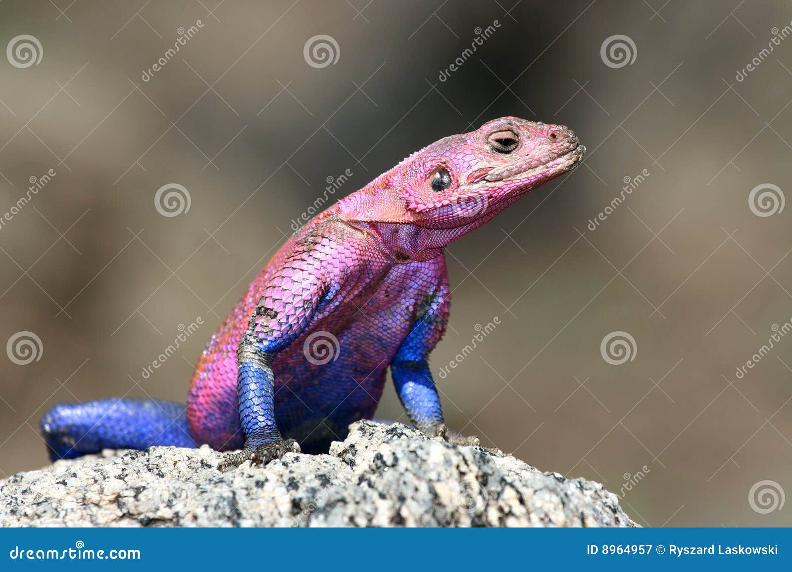 Agama Lizard Stock Image | CartoonDealer.com #54291295