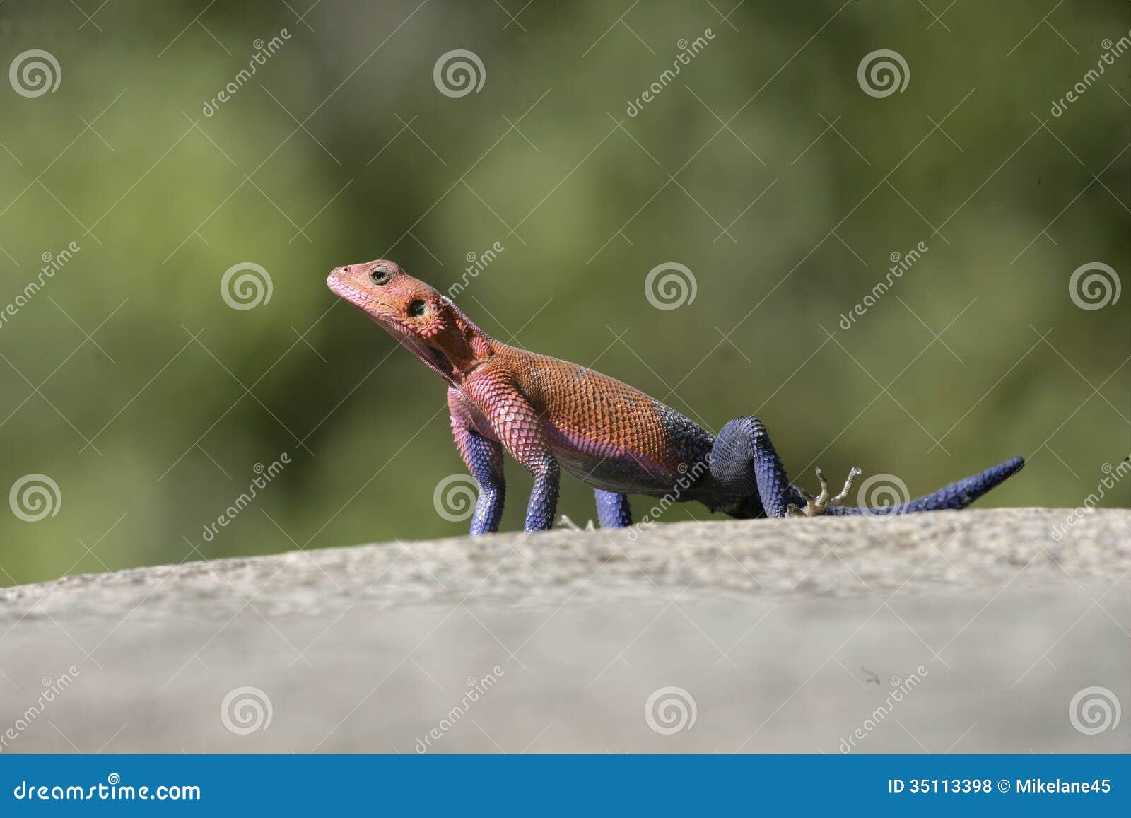 Agama lizard, Agama agama stock photo. Image of agamidae - 35113398