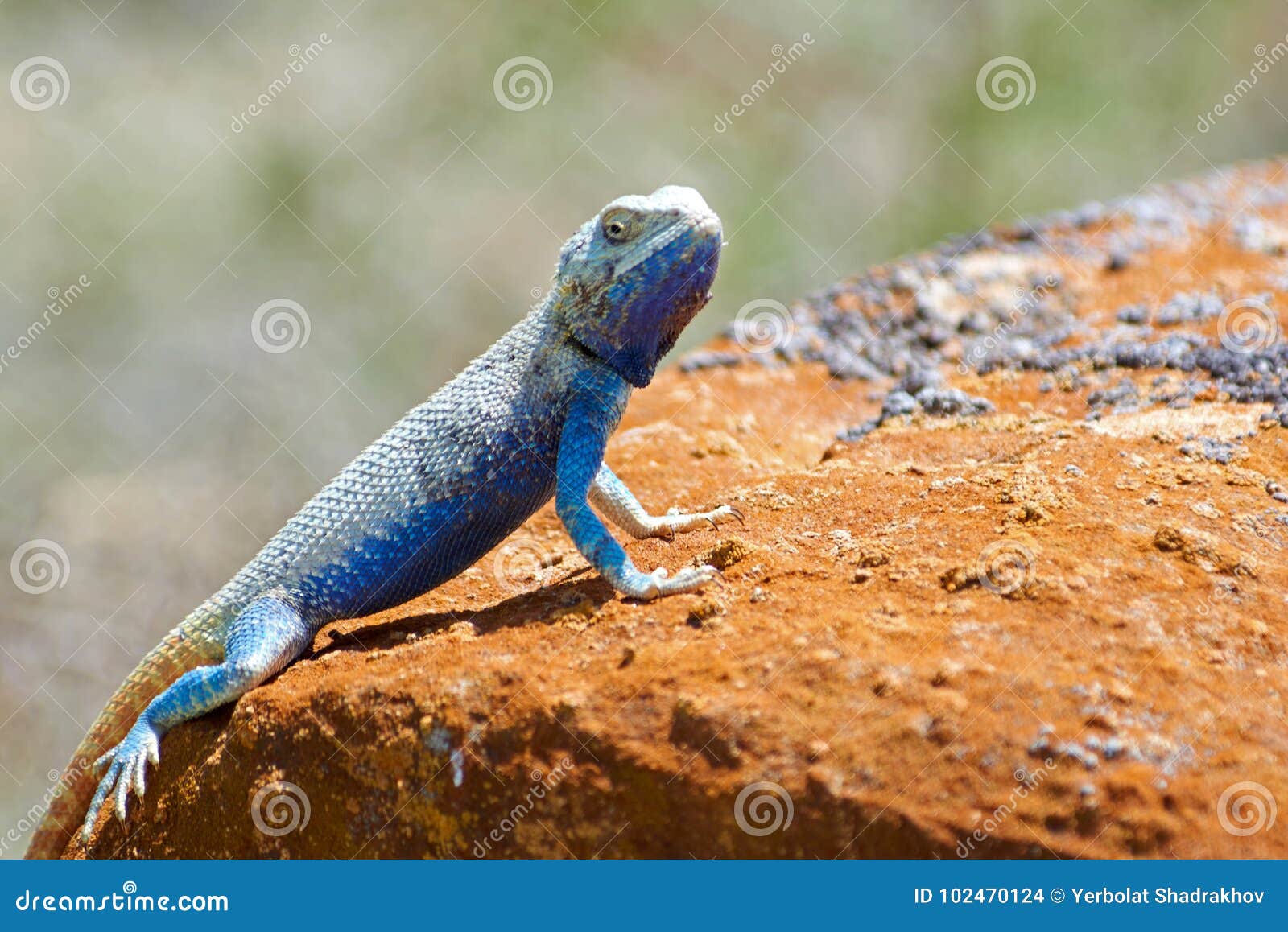 Agama lizard stock photo. Image of rainbow, animal, desert - 102470124