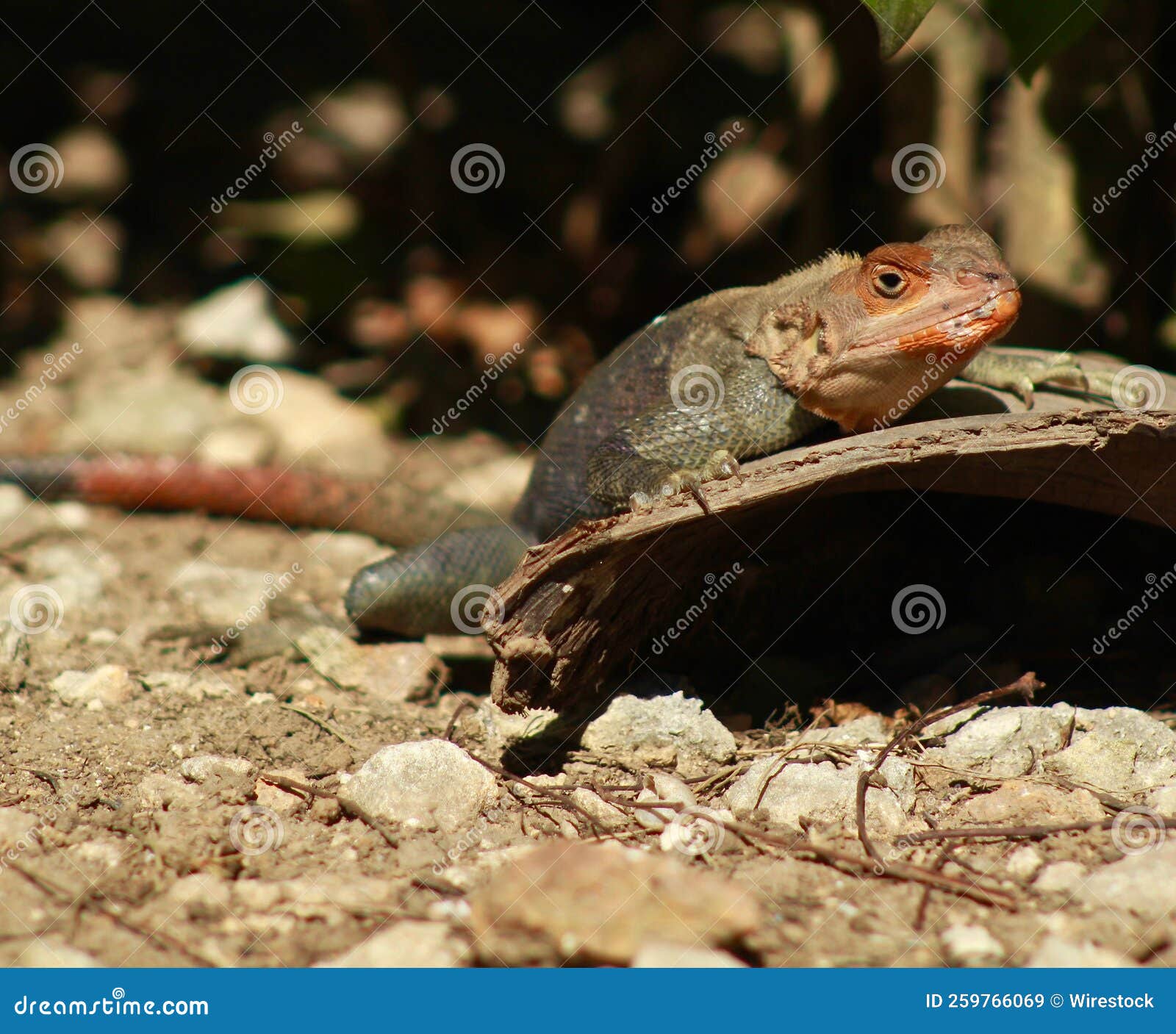 Agama Lizard Basking in Everglades, Florida Stock Image - Image of ...