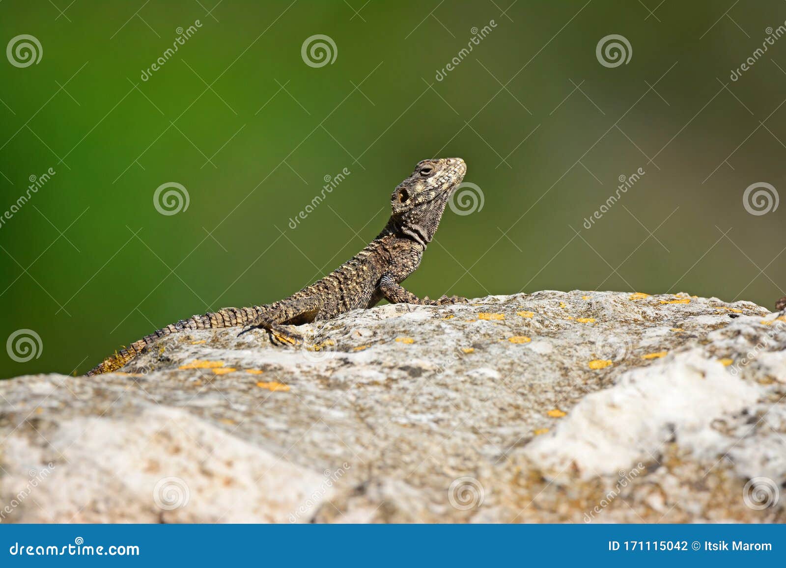 Agama Lizard is Basking in the Sun Stock Photo - Image of heat, aware ...