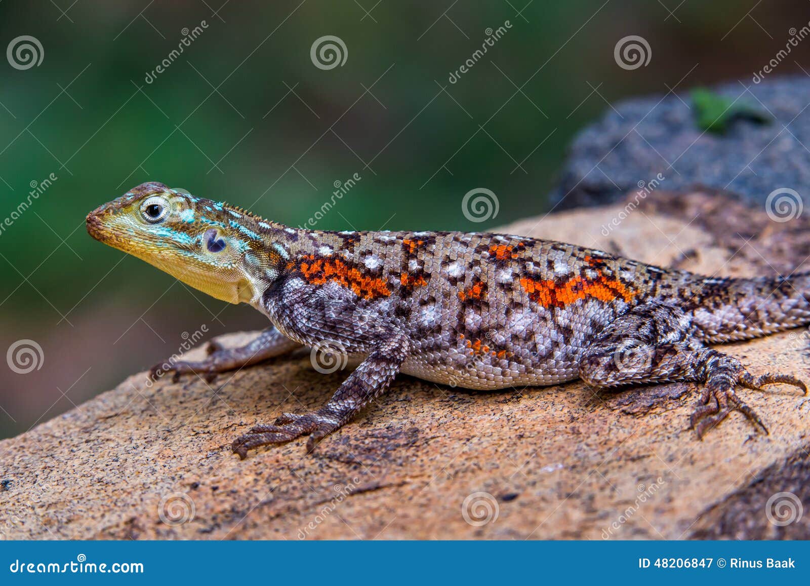 Agama Lizard stock image. Image of long, rainbow, female - 48206847