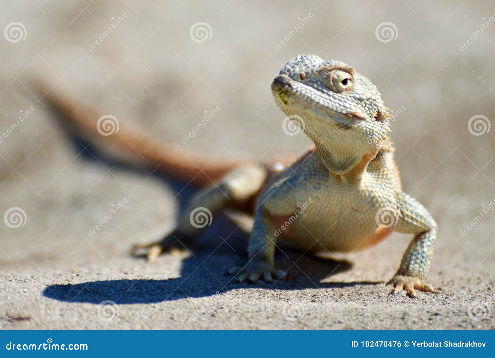 Agama lizard stock photo. Image of colorful, colourful - 102470476